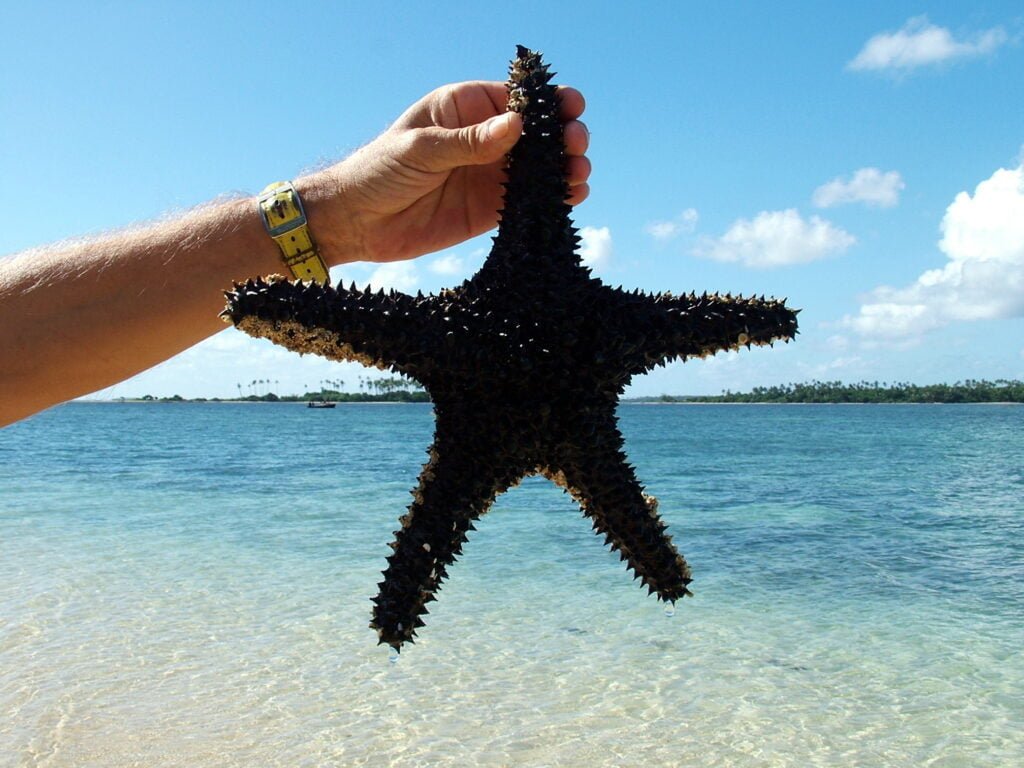 Exploring Tonga: Family-Friendly Adventures and Activities